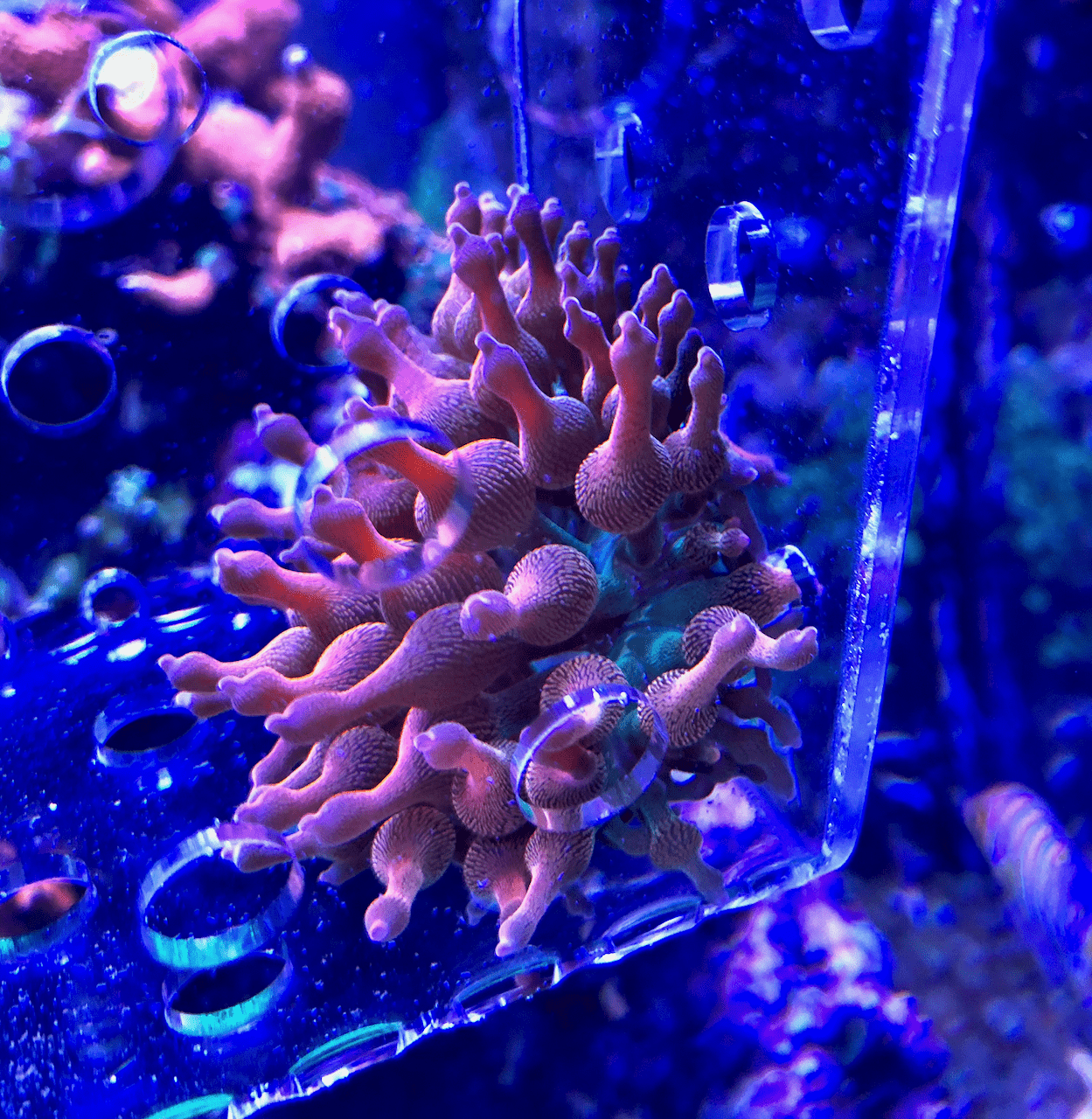 For Sale - Rainbow Bubble Tip Anemone (RBTA)