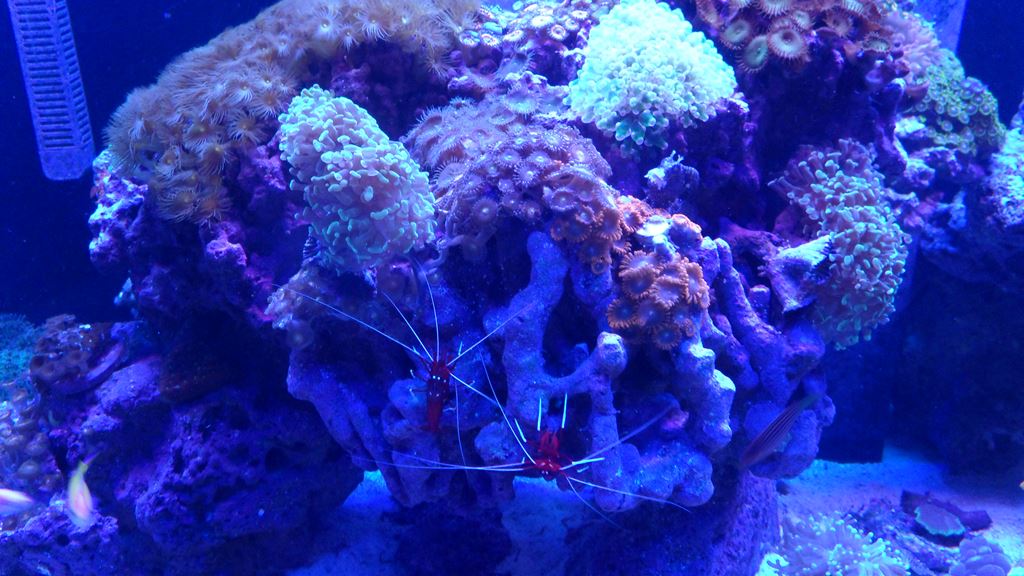 Big live rock with zoa colonies