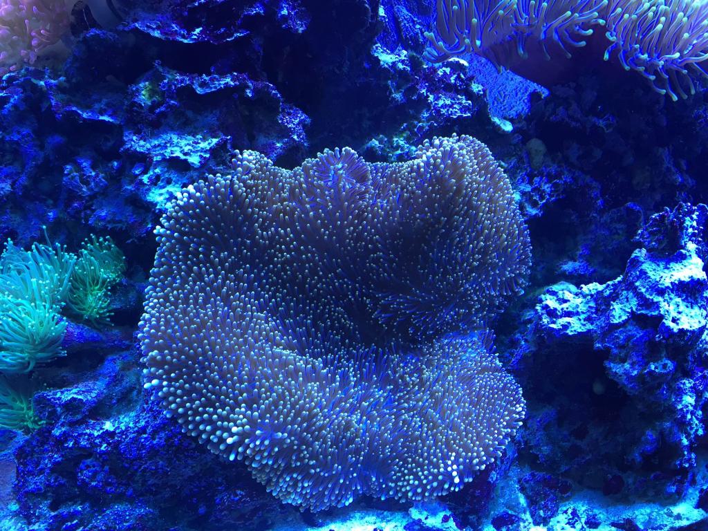 Mertensi Carpet Anemone for Sale