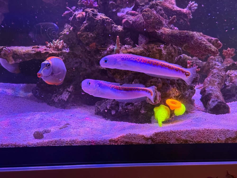 Oreni tile fish FS/FT