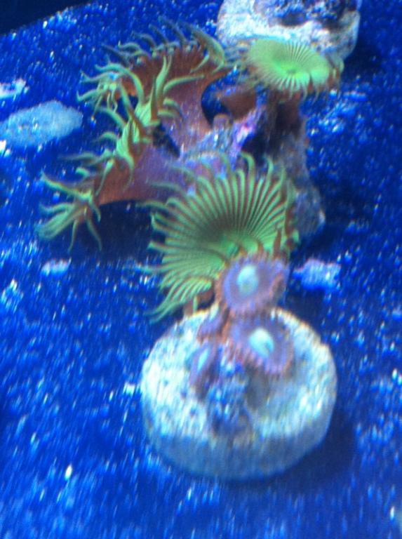 F/s F/T zoas