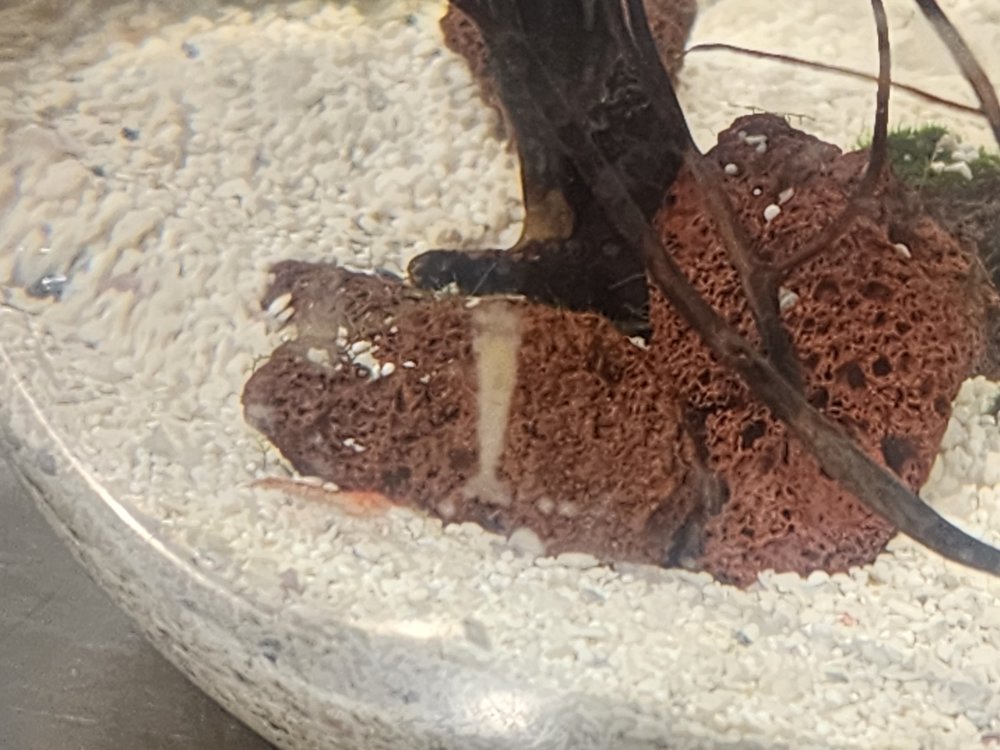 Self contained Shrimparium / Ecosphere