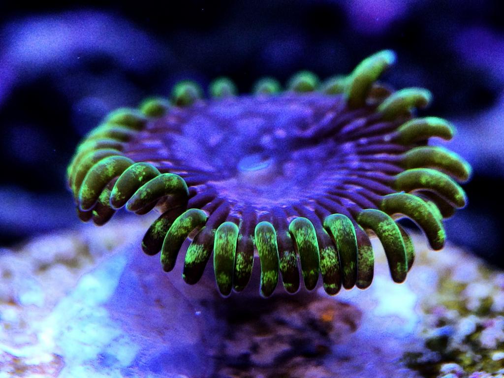 For Sale: purple monster and Halle berry zoas