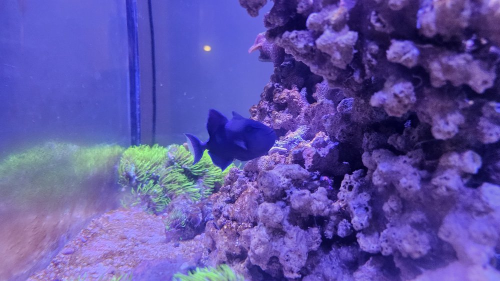 LARGE GSP+BABY NIGER TRIGGER