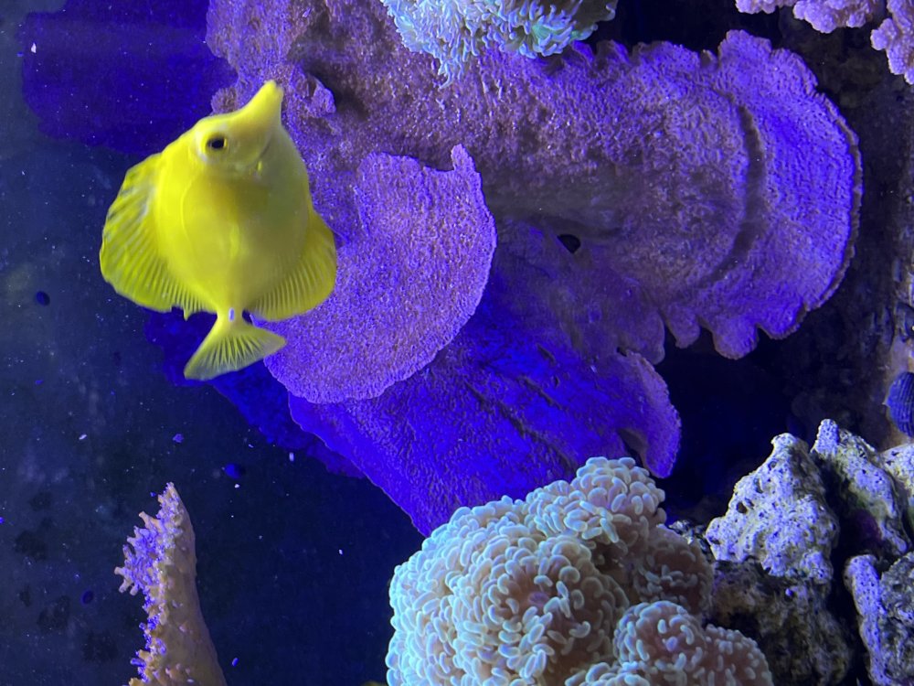 Yellow Tang, Bicolor Angel, Large Duncan and Hammer Corals, & More in NJ