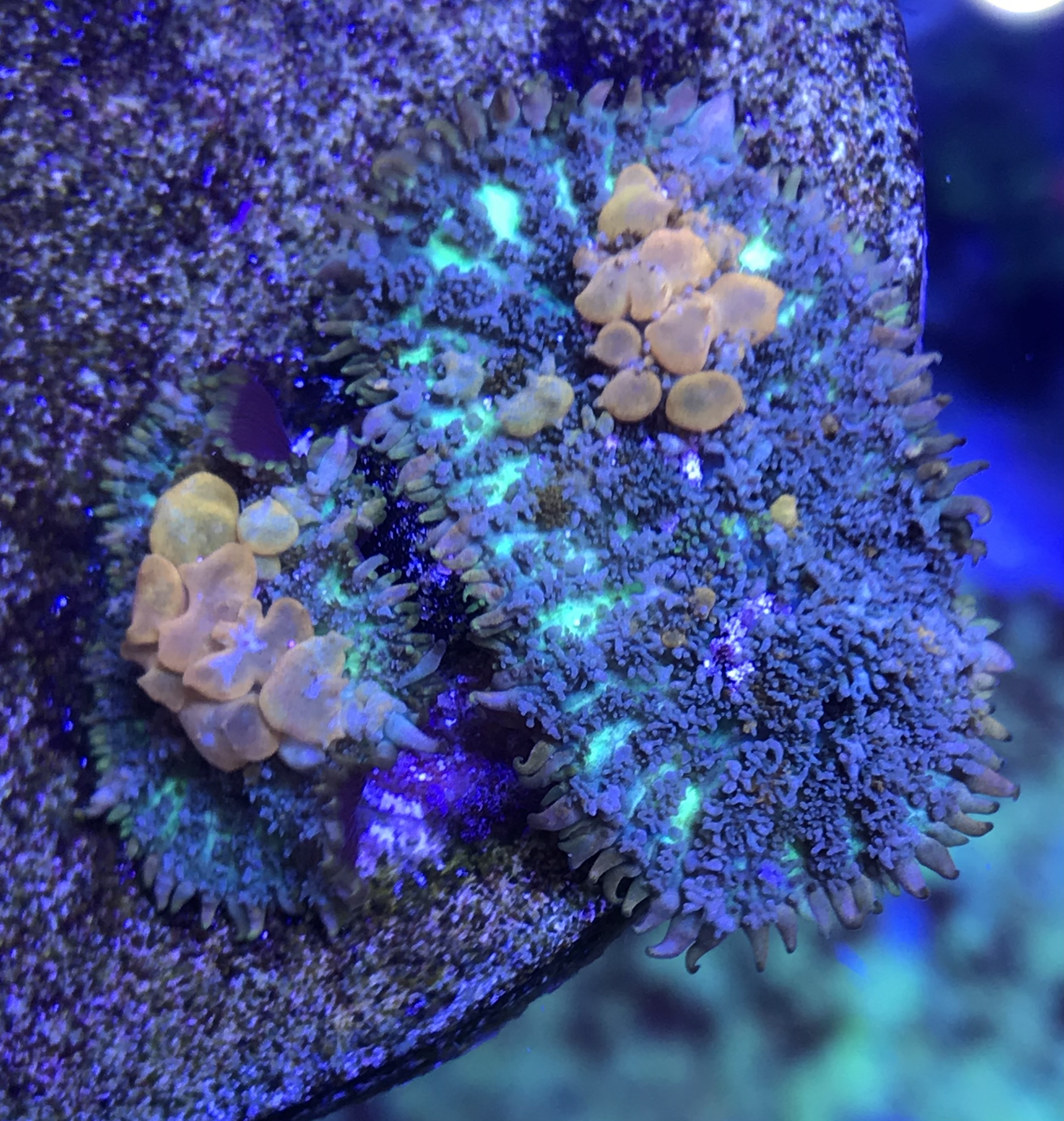 Rbta rose bubble tip anemone Sunkist bounce