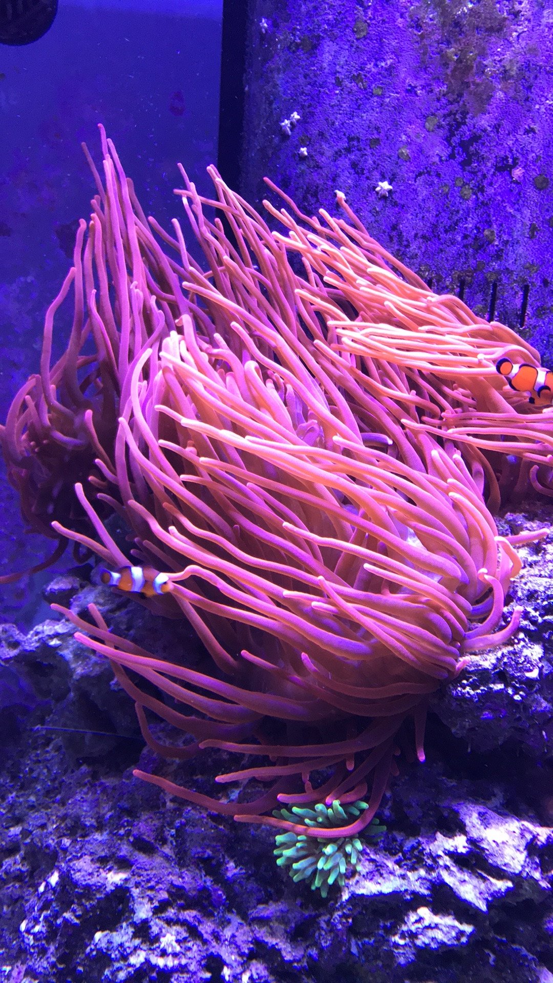Rbta rose bubble tip anemone Sunkist bounce