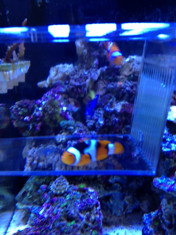 Ocellaris Vs Percula Clownfish