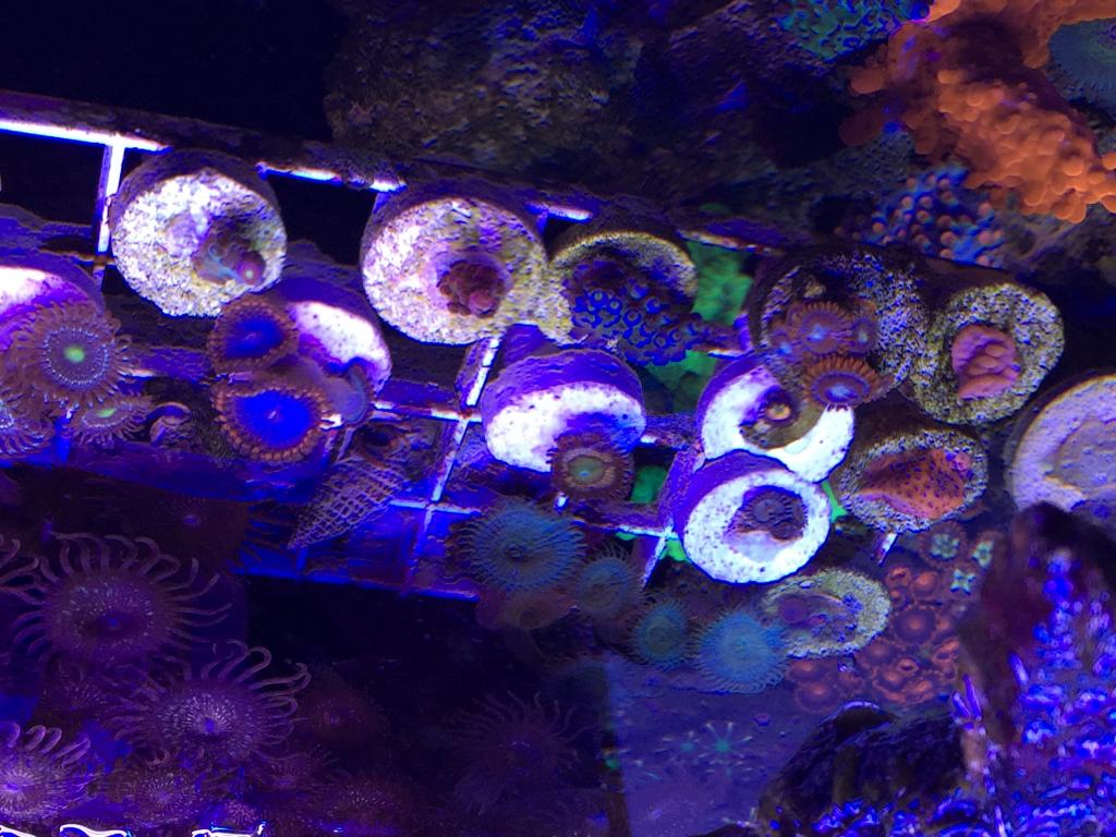 Clearing my frag racks