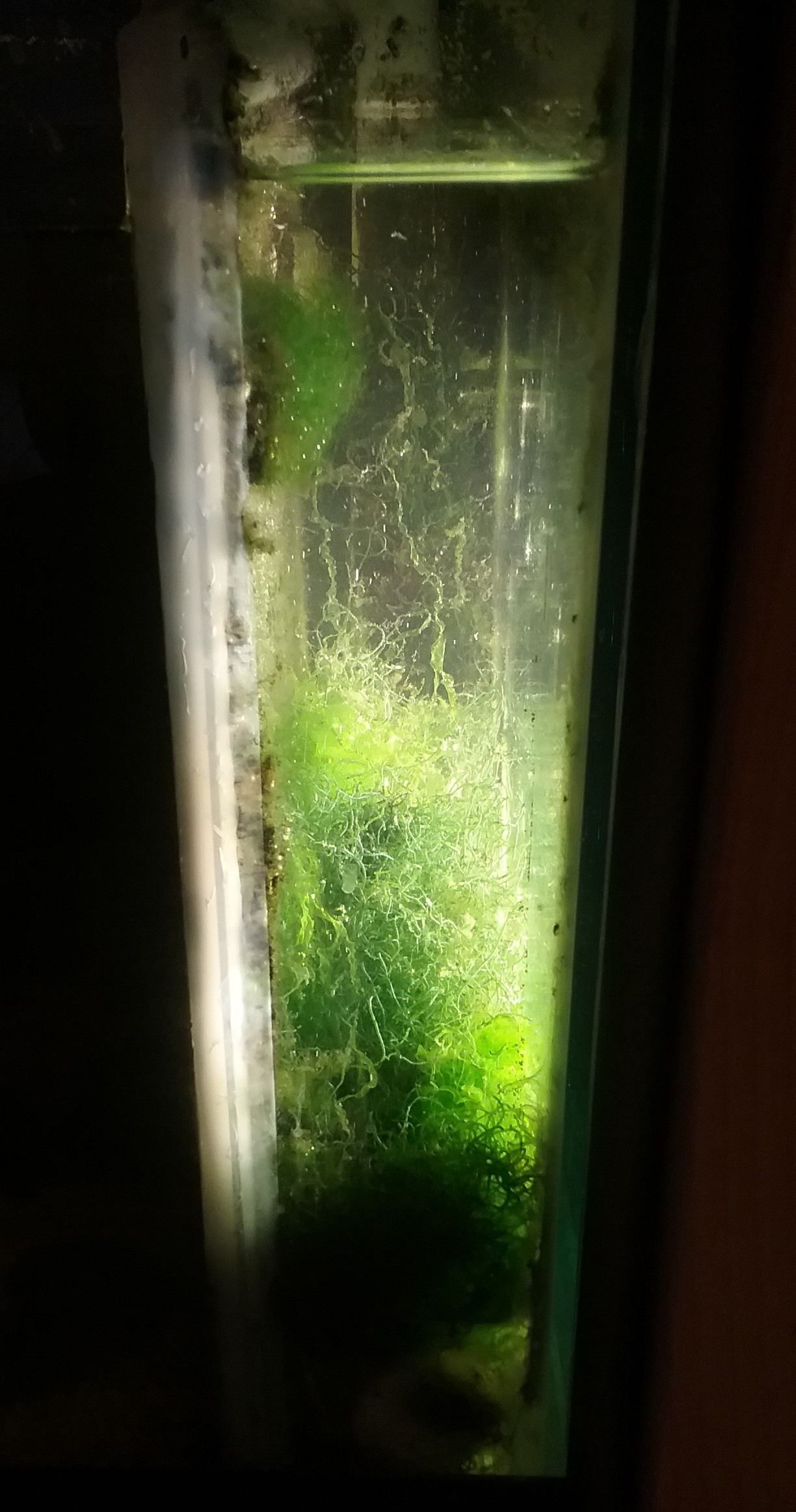 DIY, intergrated upflow algae scrubber