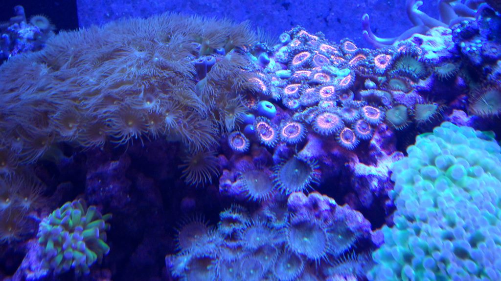 Big live rock with zoa colonies
