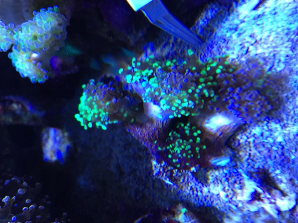 Rainbow Frogspawn