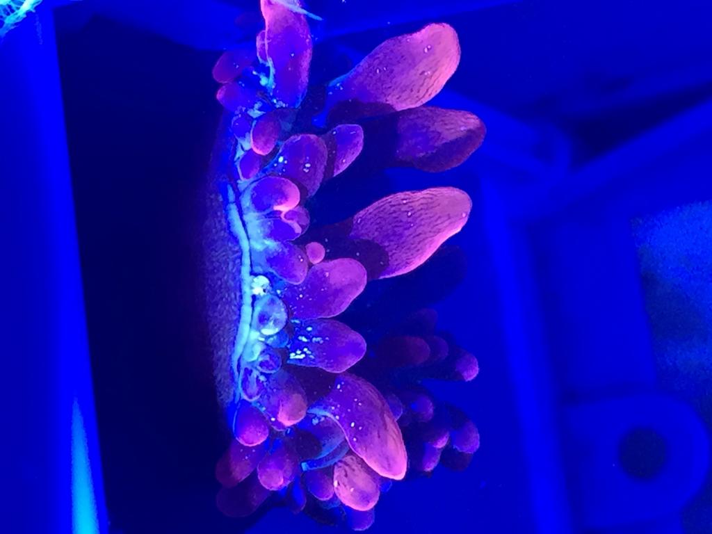 Rbta