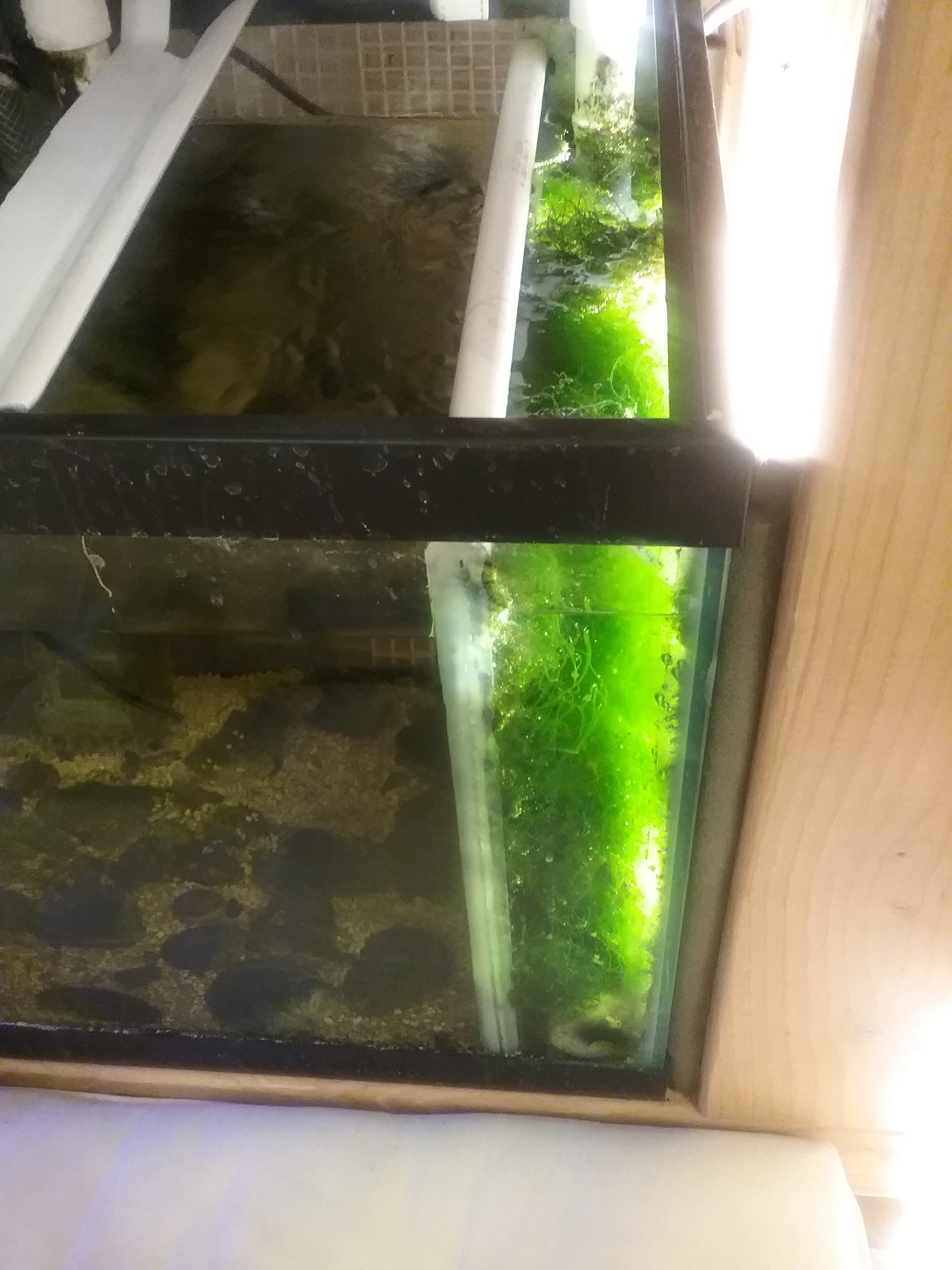 DIY, intergrated upflow algae scrubber