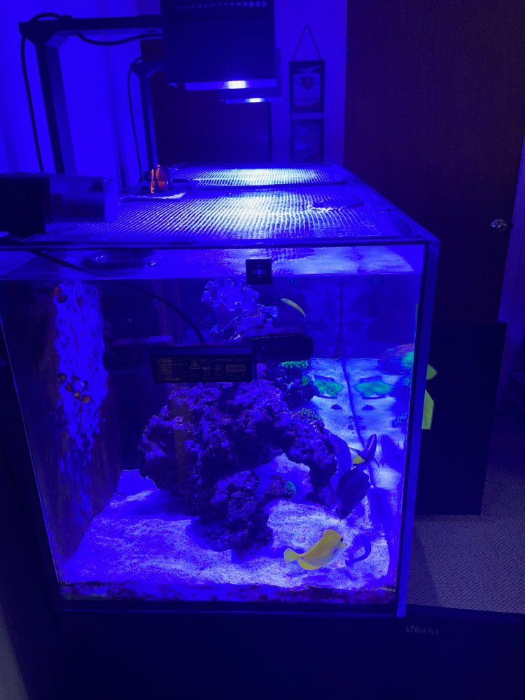 Tank Breakdown – Red Sea Reefer 350 v3 Sump