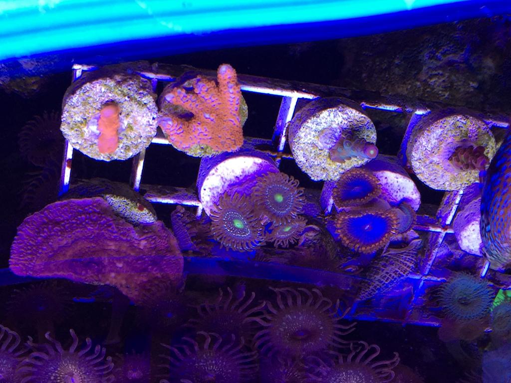 Clearing my frag racks