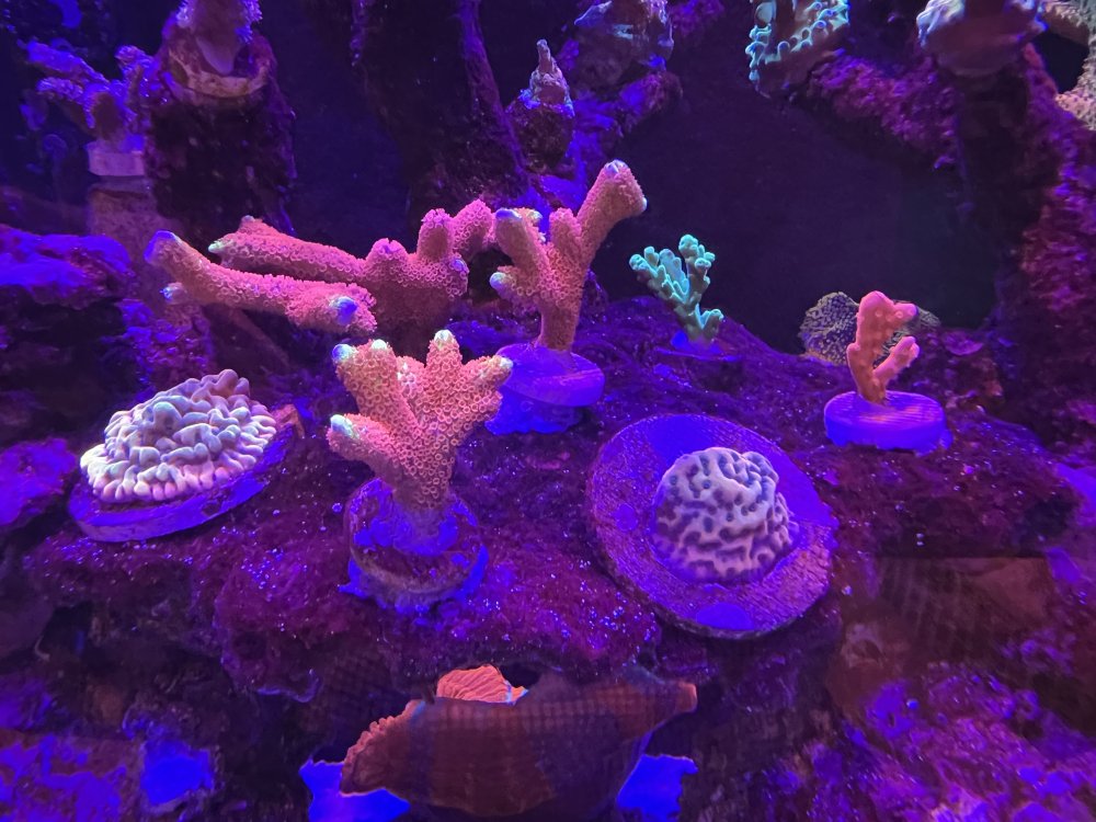 For Sale - Forest Fire Digi Frags