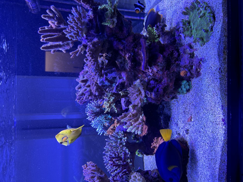 WTB large Oregon tort..Cali tort… spathulata…stag cutting frags… large ...