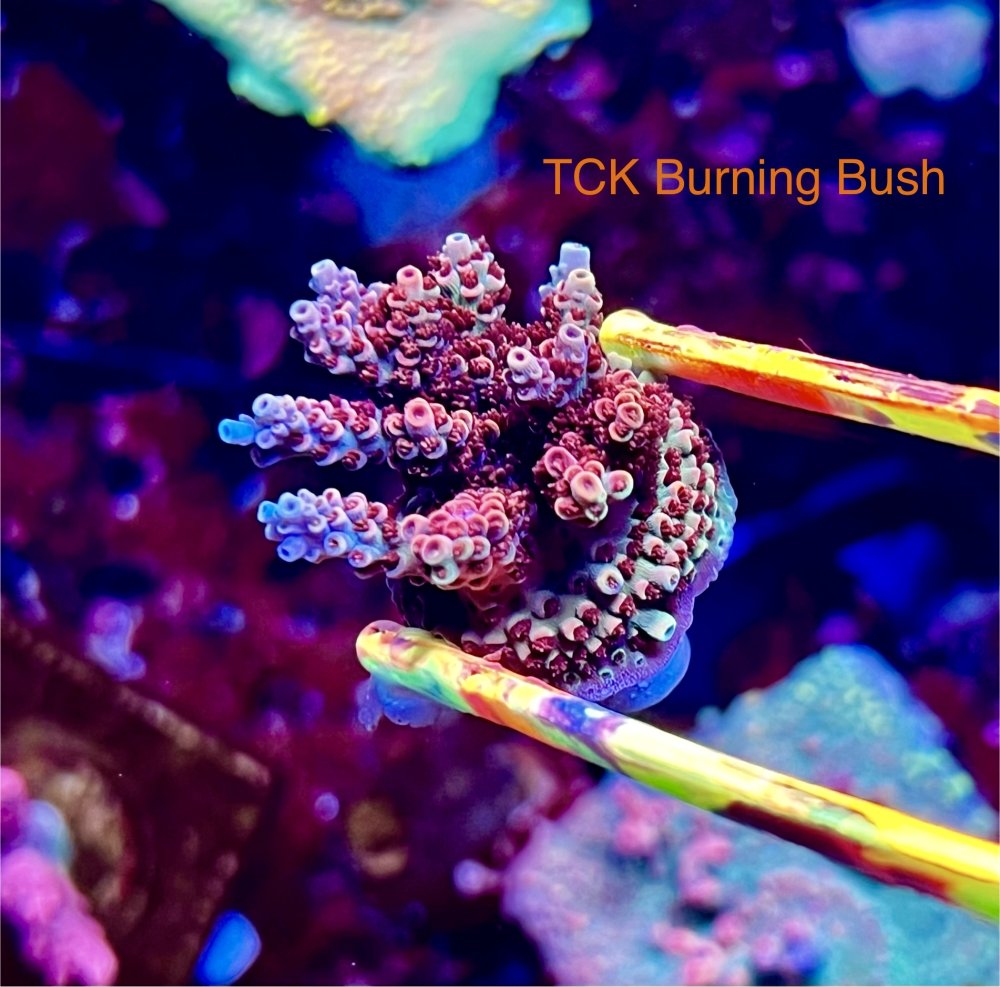 For Sale - STICKS!!!