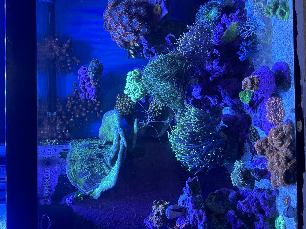 blue rim green Monti