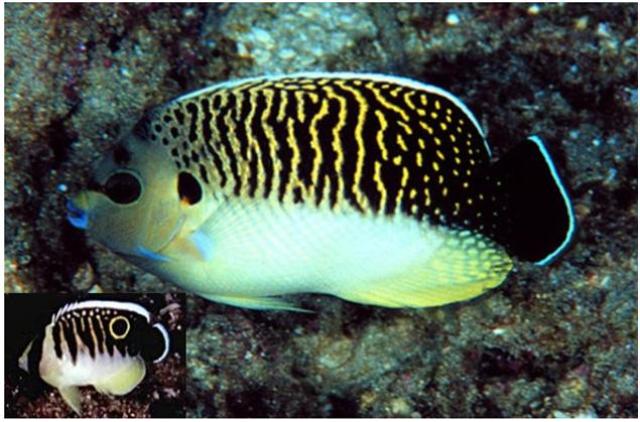 Tiger Angelfish (Apolemichthys Kingi)