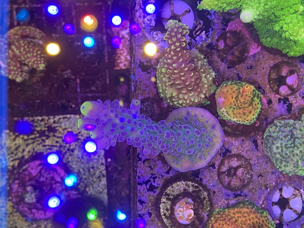 For Sale - Amazeballs Goni, holy grail torch, Sunday driver acro ...