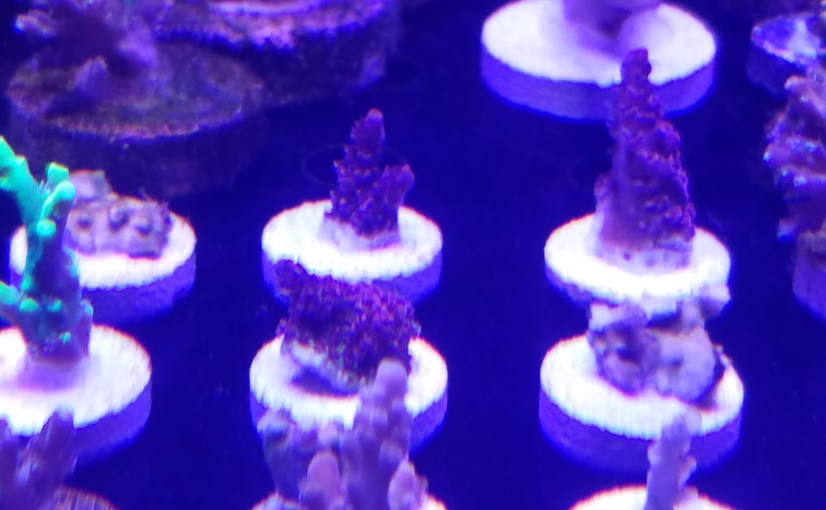 Red planet and SSC colonies and frags, and JF Fox Flame frags for sale ...