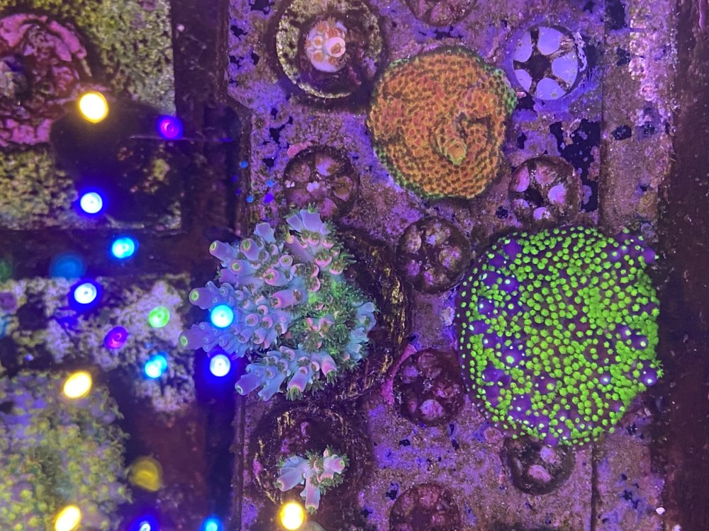 For Sale - Amazeballs Goni, holy grail torch, Sunday driver acro ...