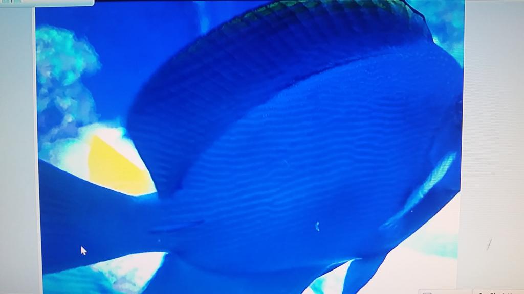 5'' Orange Stripe Bristletooth Tang $60