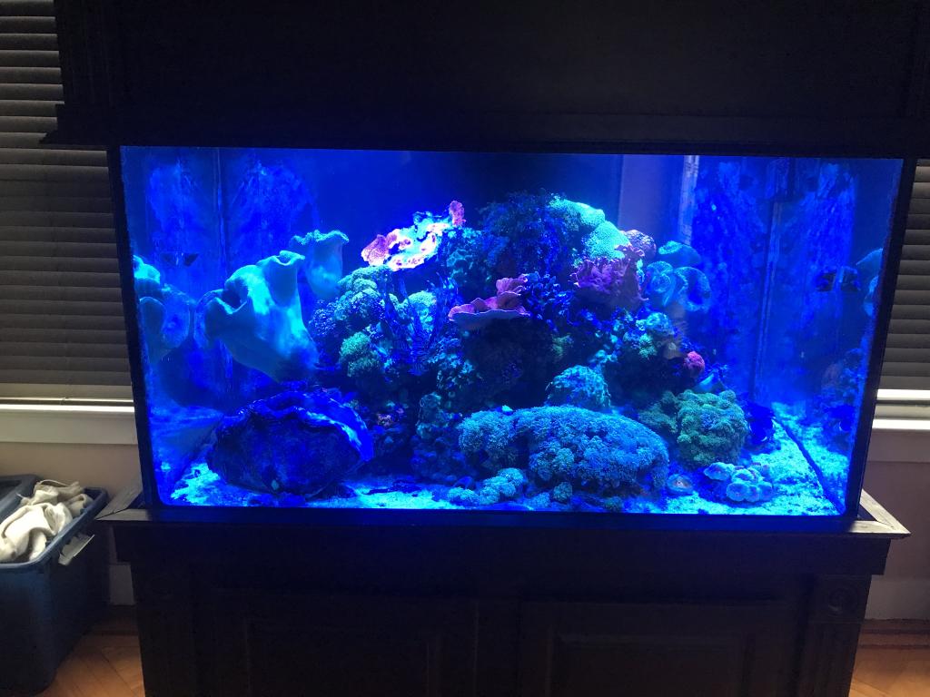 Large Reef Tank- Moving and Must Sell