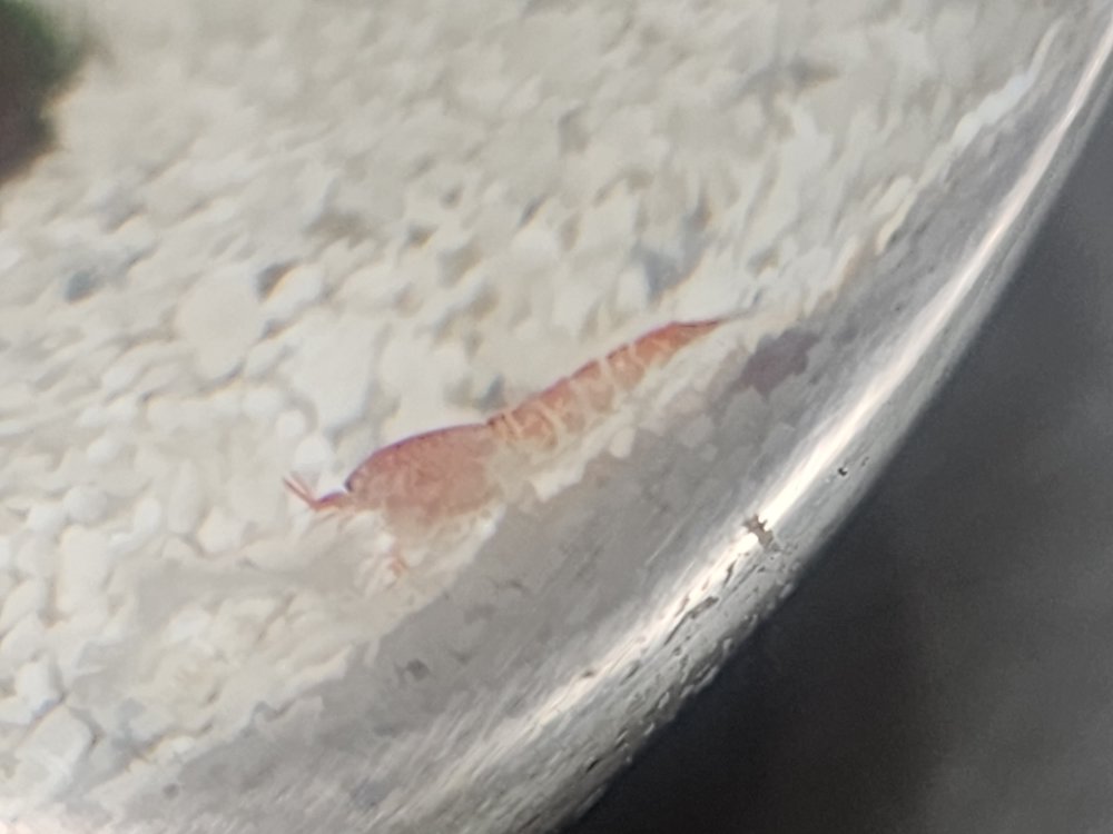 Self contained Shrimparium / Ecosphere