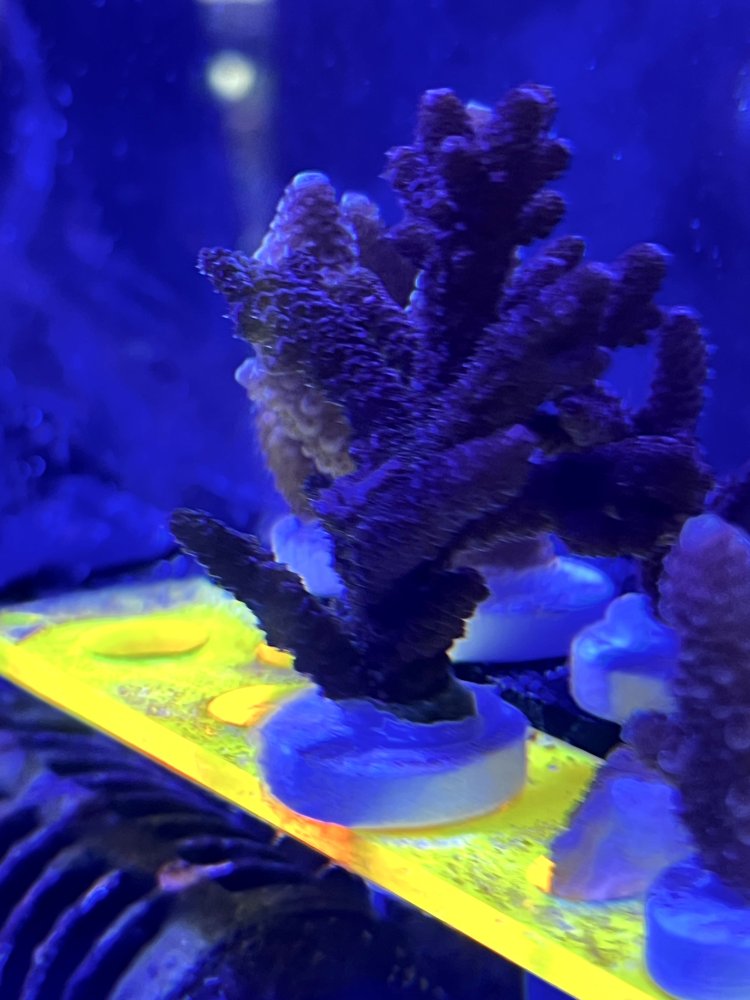 Reef Raft Acro Frag